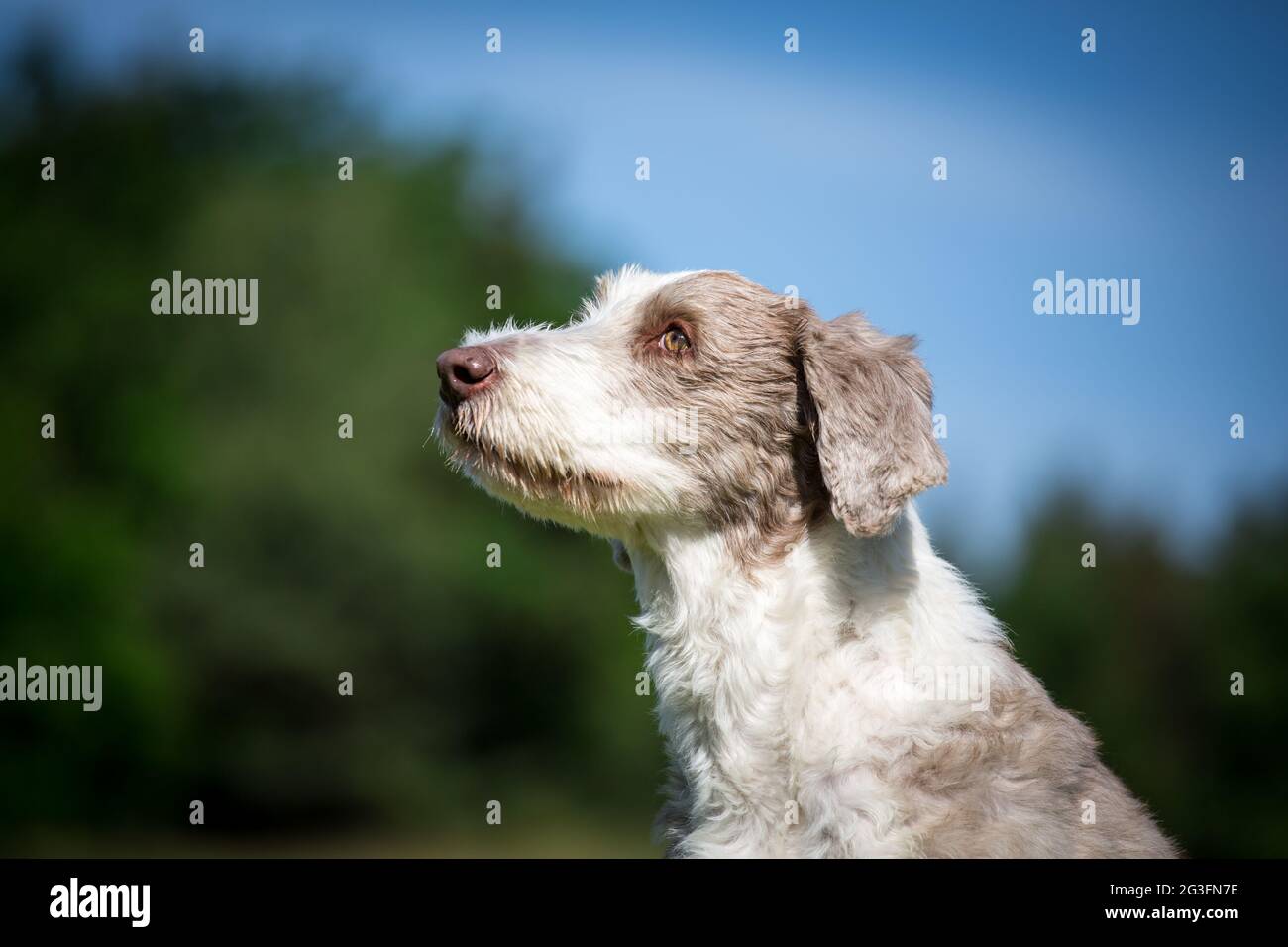 Bearded sheepdog hi-res stock photography and images - Alamy