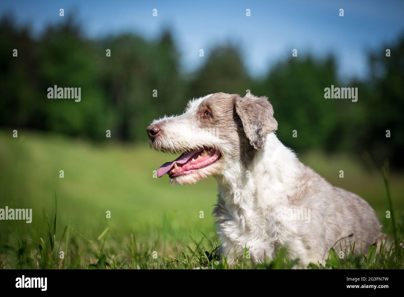 Bearded sheepdog hi-res stock photography and images - Alamy