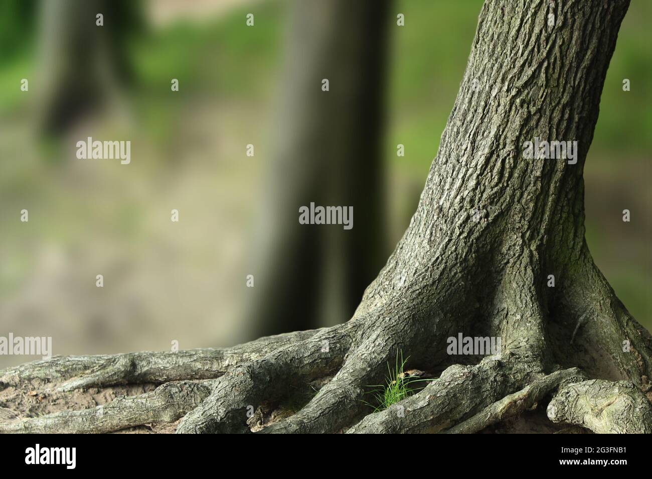 Tree roots outside the earth in the forest Stock Photo - Alamy