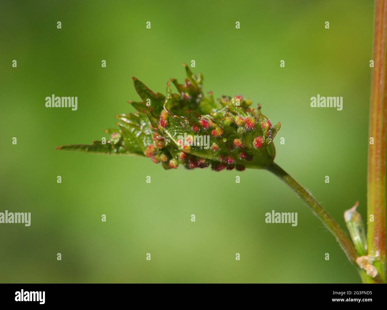 Leaf of grapevines with galls of Grape phylloxera, Daktulosphaira ...