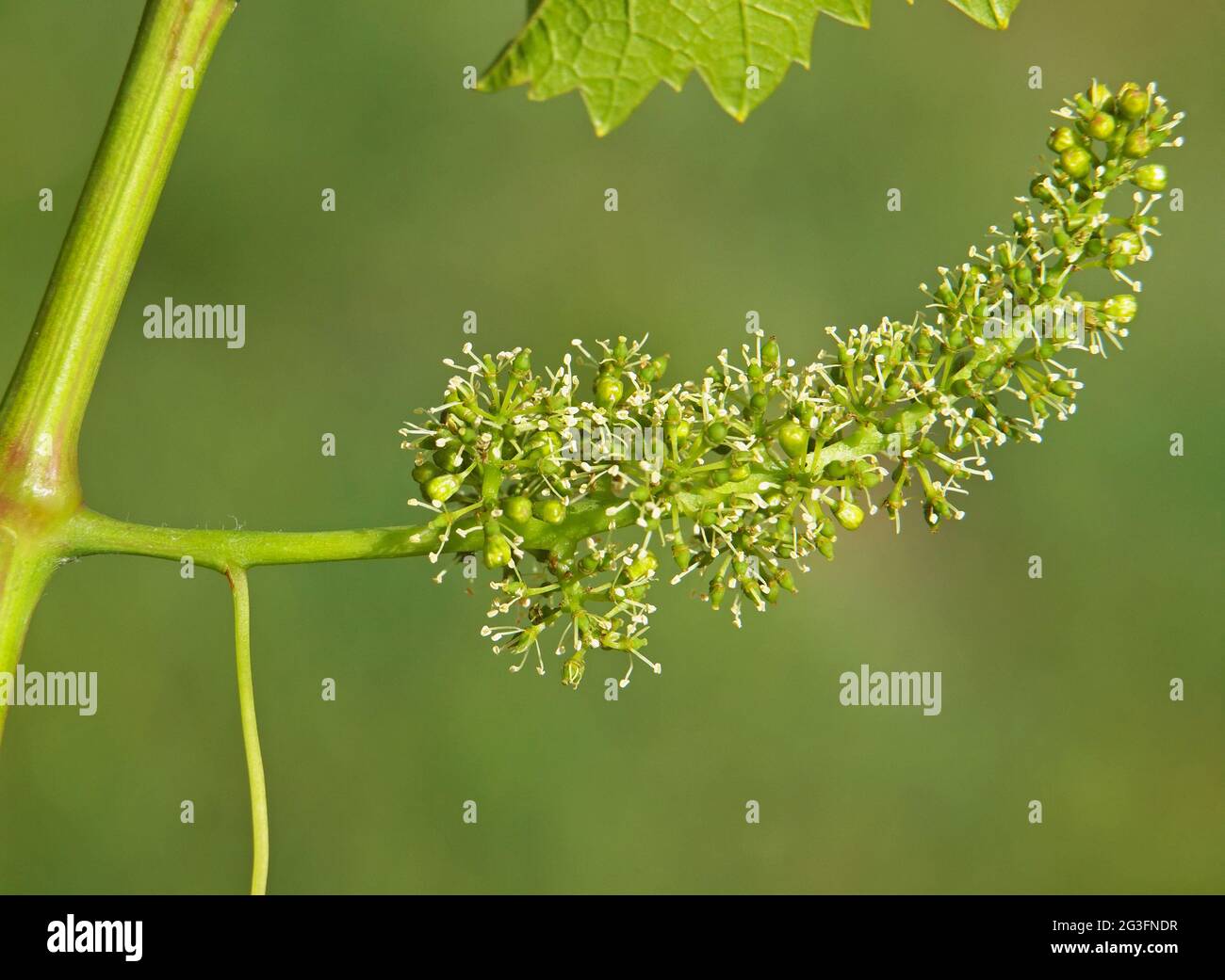 Flowering grape vine Stock Photo - Alamy