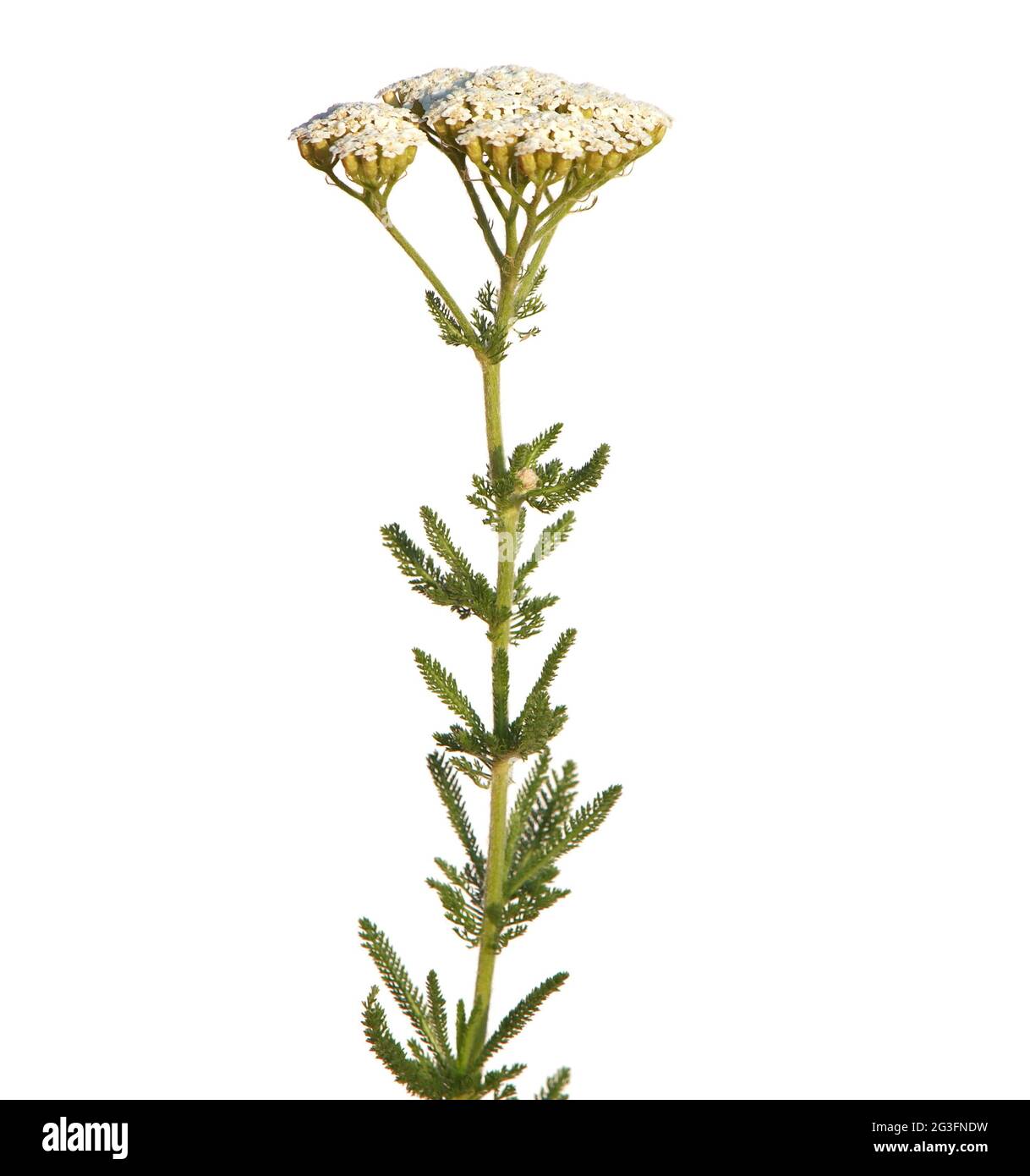 White flower of Yarrow plant, Achillea millefolium Stock Photo - Alamy