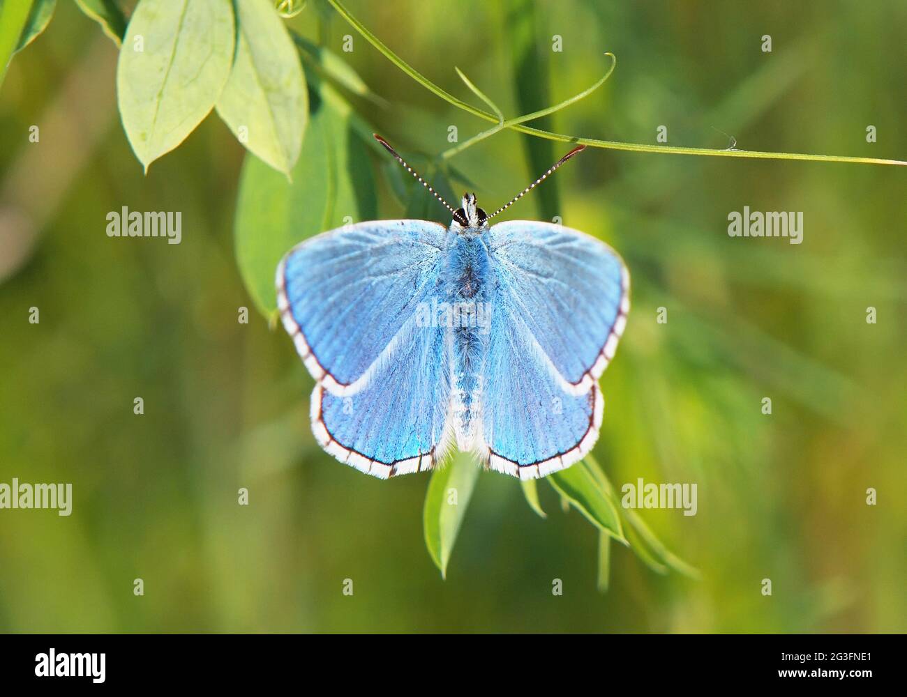 Adonis blue butterfly, Polyommatus bellargus Stock Photo - Alamy