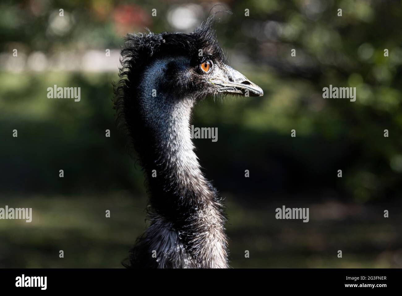 A headshot of a beady eyed emu staring into the distance Stock Photo ...