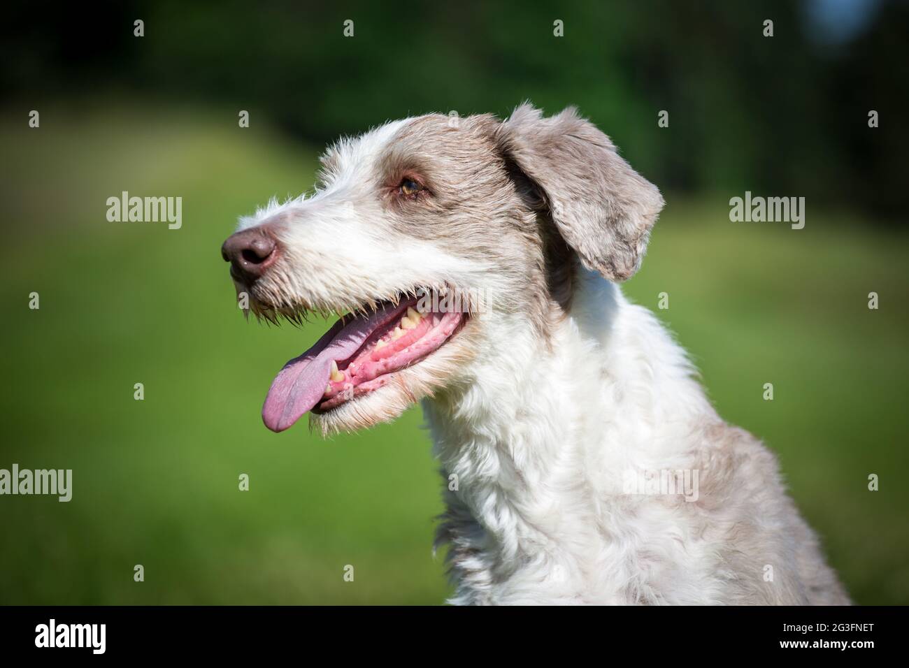 Bearded sheepdog hi-res stock photography and images - Alamy