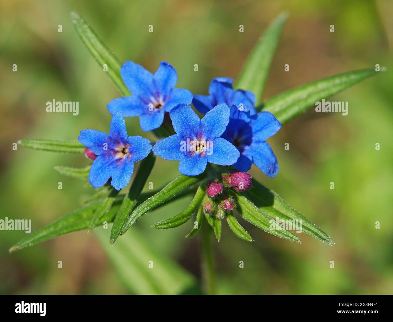 Purple gromwell blooming plant, Lithospermum purpurocaeruleum Stock ...