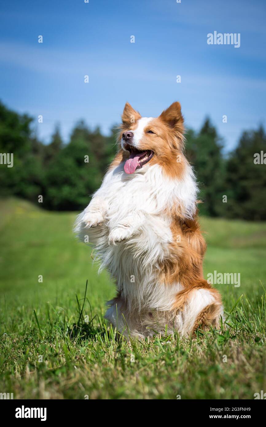 Border Collie doing tricks Stock Photo - Alamy