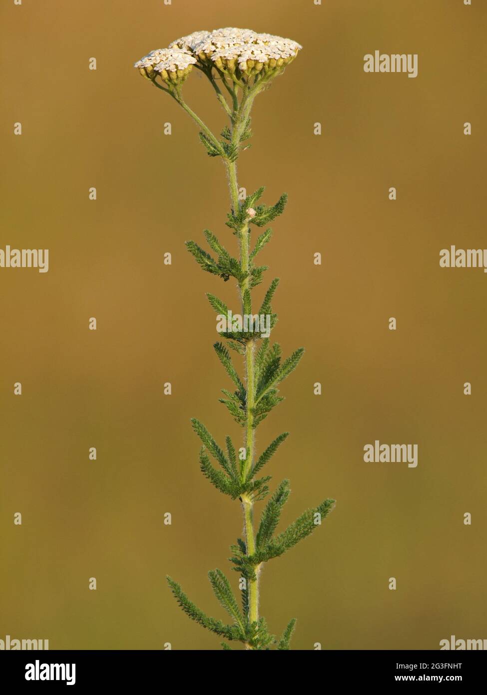 Yarrow plant blooming, Achillea millefolium Stock Photo - Alamy