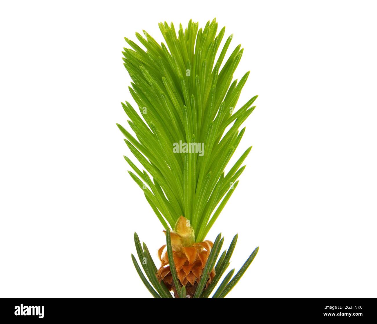 Fir tree branch with young buds, isolated on white Stock Photo - Alamy