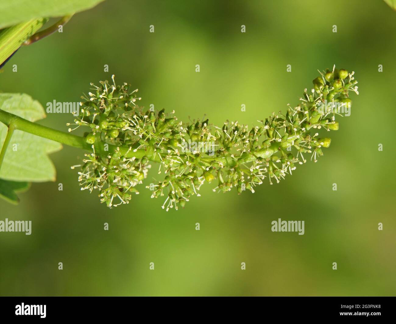 Flowering grape vine Stock Photo - Alamy