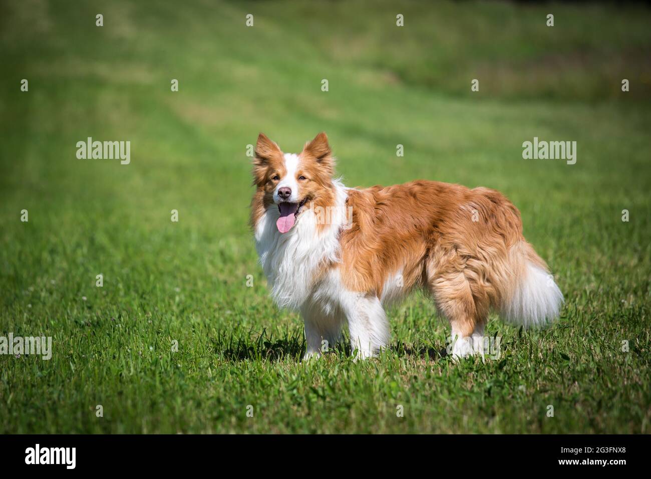 Border Collie standing Stock Photo - Alamy