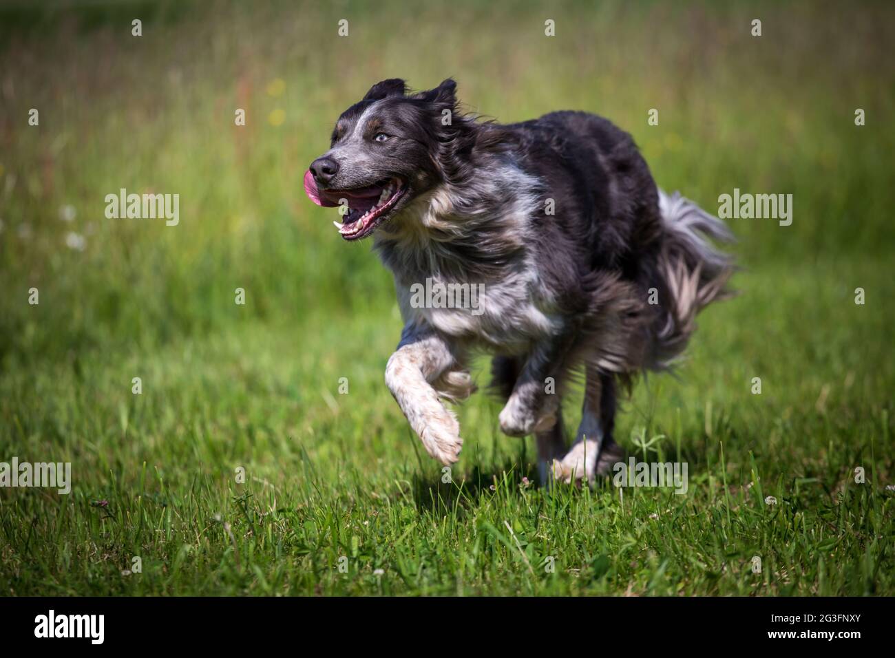 Border collie running hi-res stock photography and images - Alamy