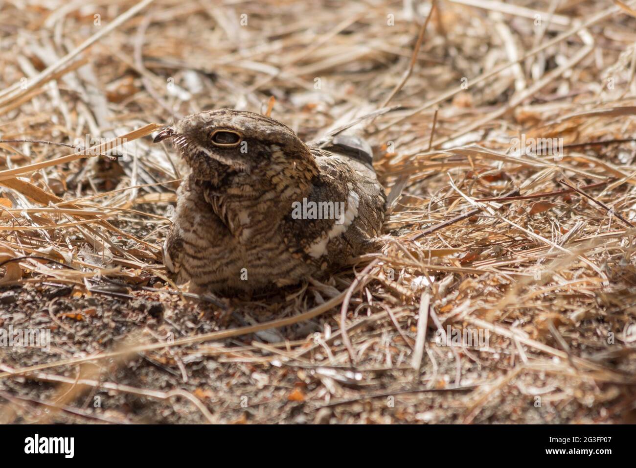 Nightjar hi-res stock photography and images - Alamy