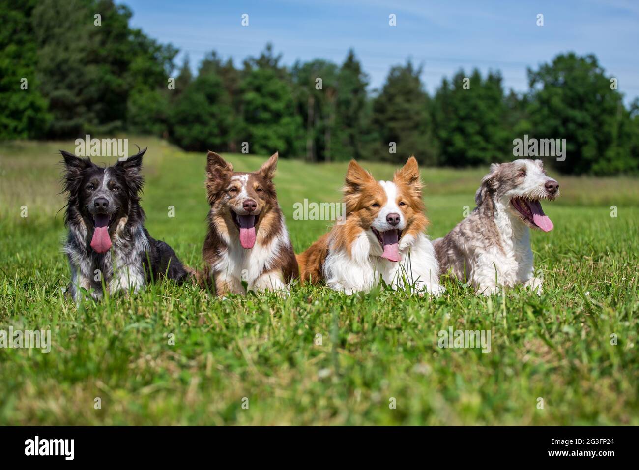 Four dogs, three Border Collies and a Bearded Collie Stock Photo - Alamy