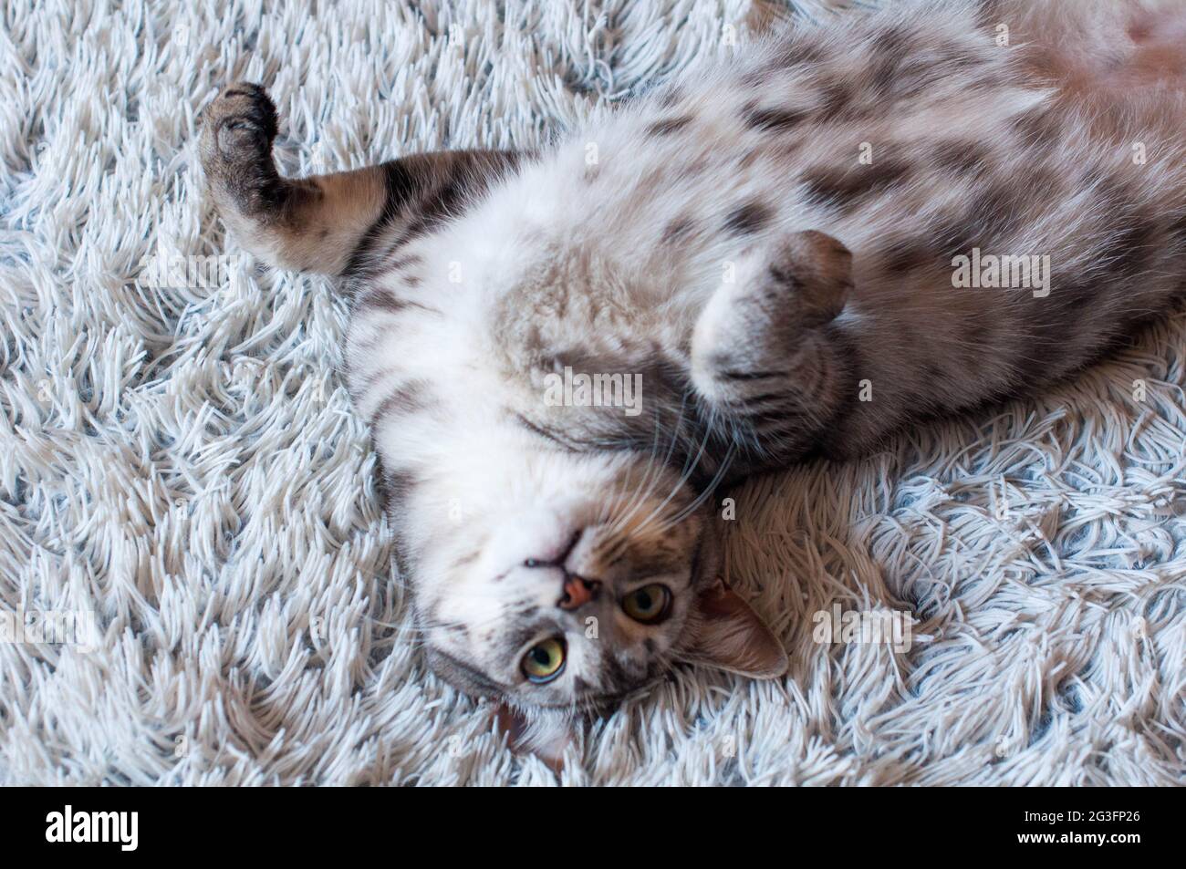 portrait of a pet cat shot close up Stock Photo - Alamy