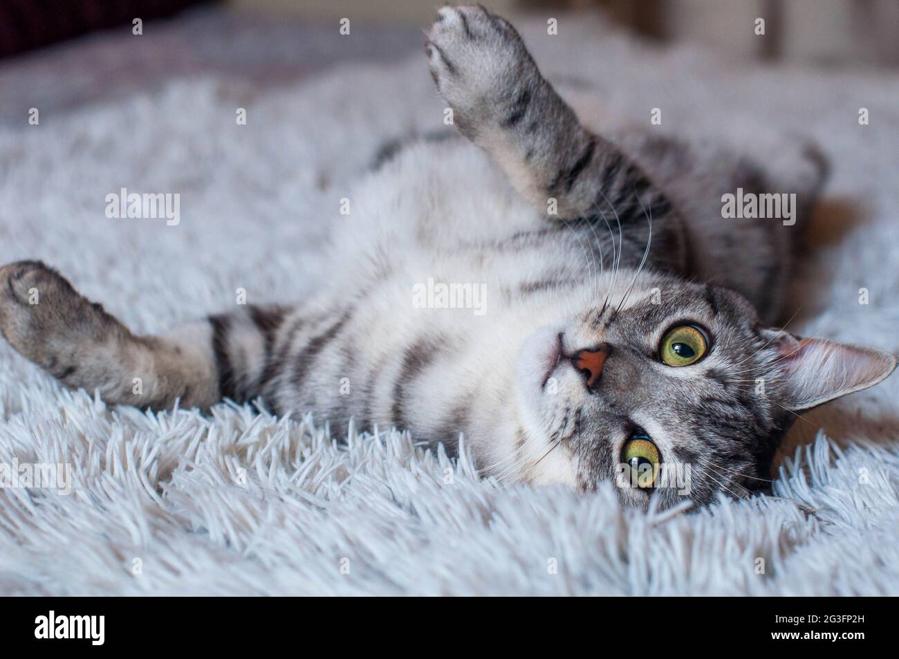portrait of a pet cat shot close up Stock Photo - Alamy