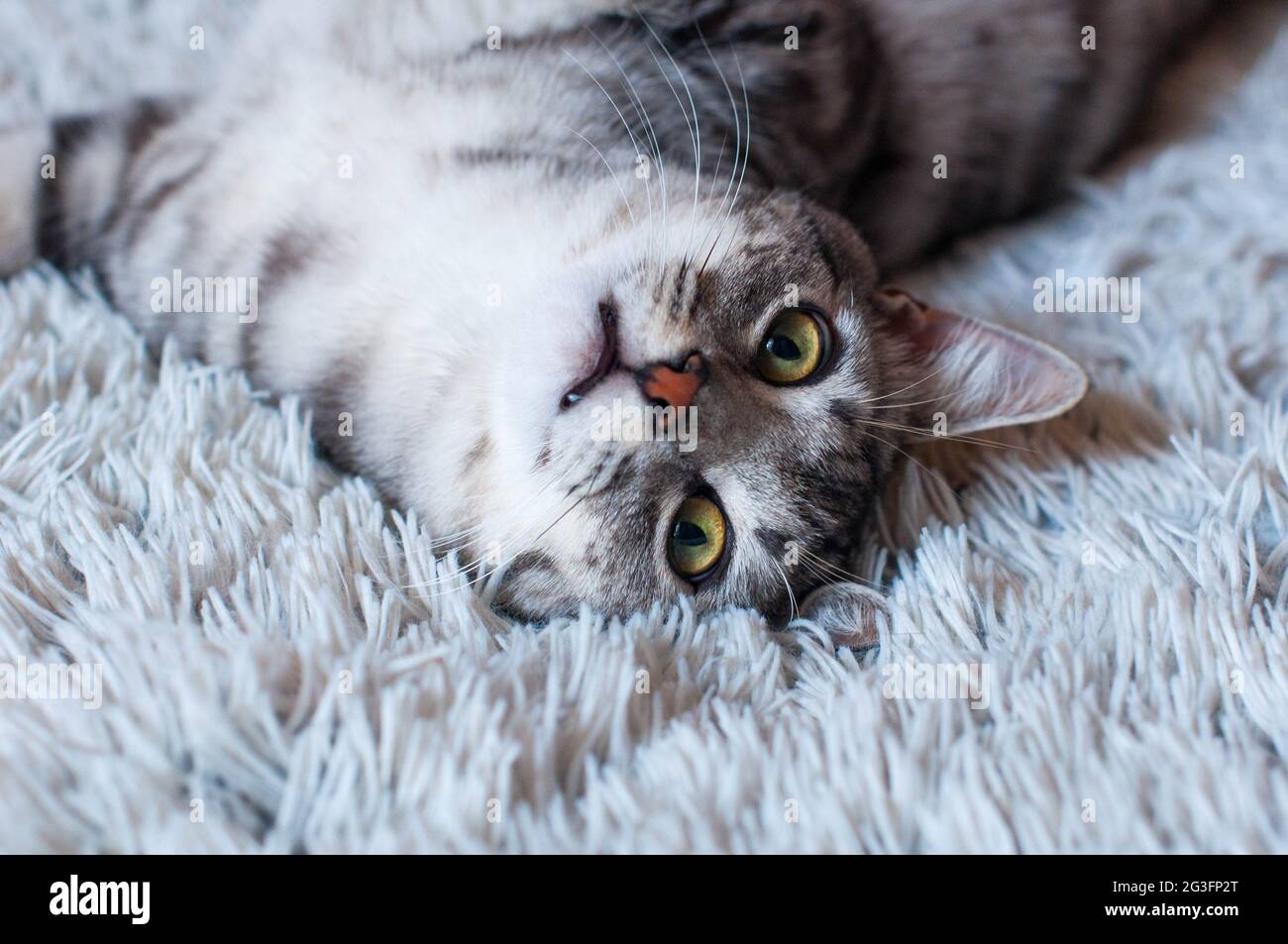portrait of a pet cat shot close up Stock Photo - Alamy