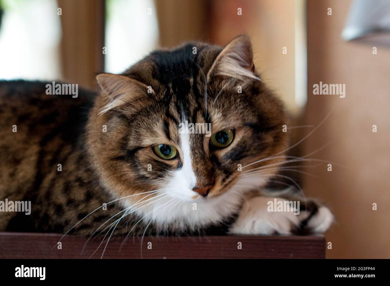 portrait of a pet cat shot close up Stock Photo - Alamy