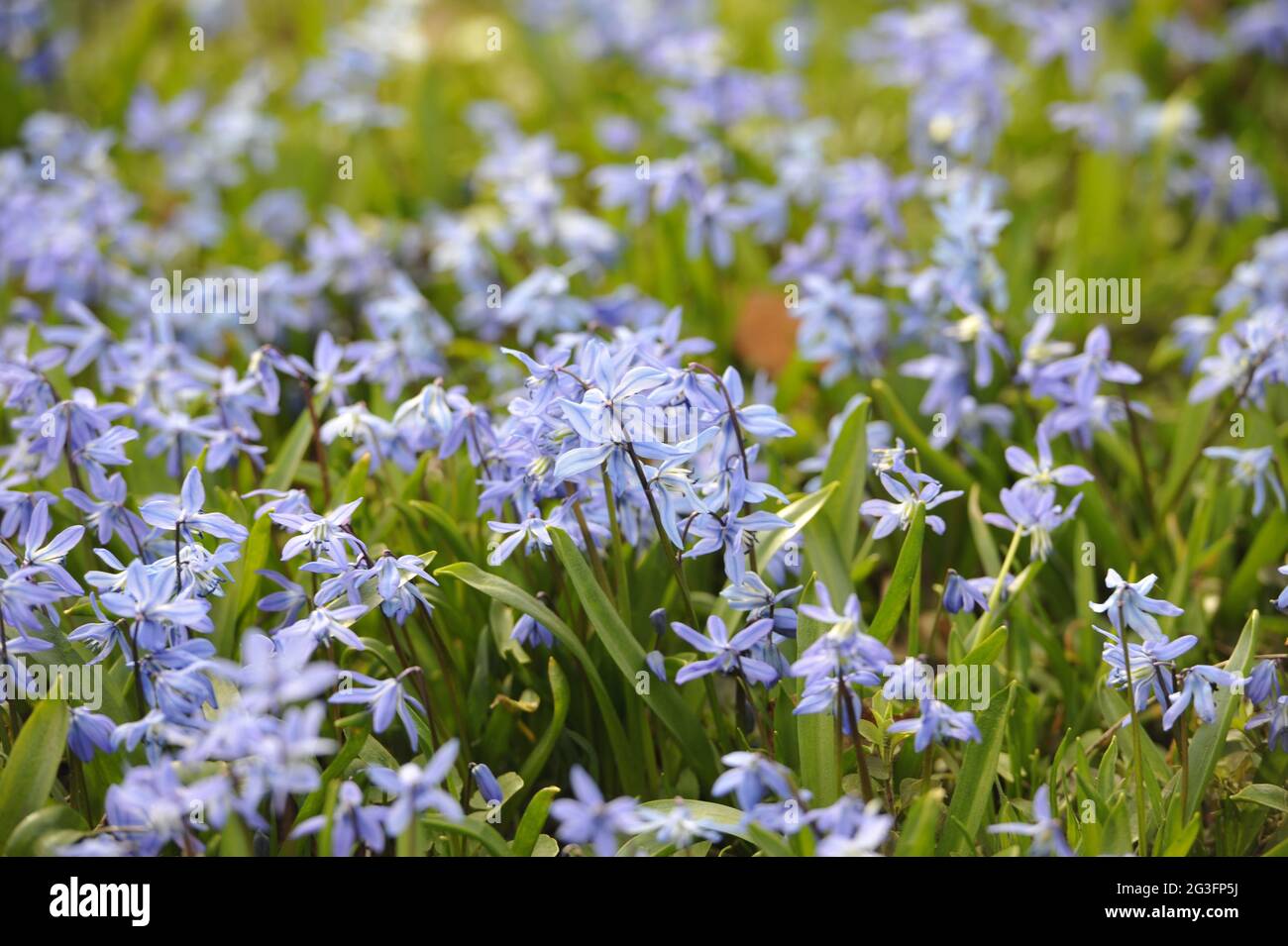 Scilla Blumen.Scilla flowers Stock Photo - Alamy