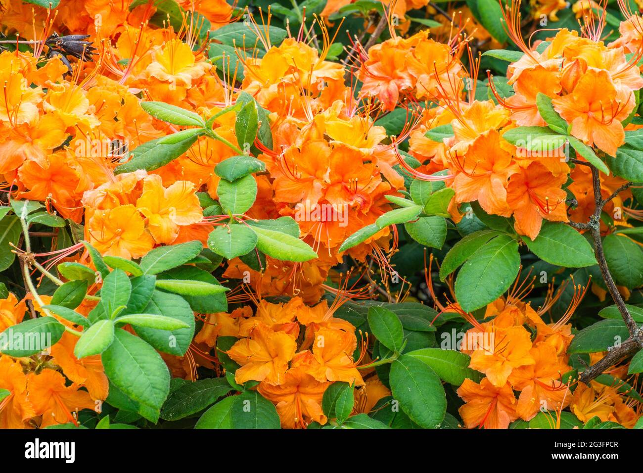 Colorful of Many Tropical Rhododendron Flowers in Garden Stock Photo ...
