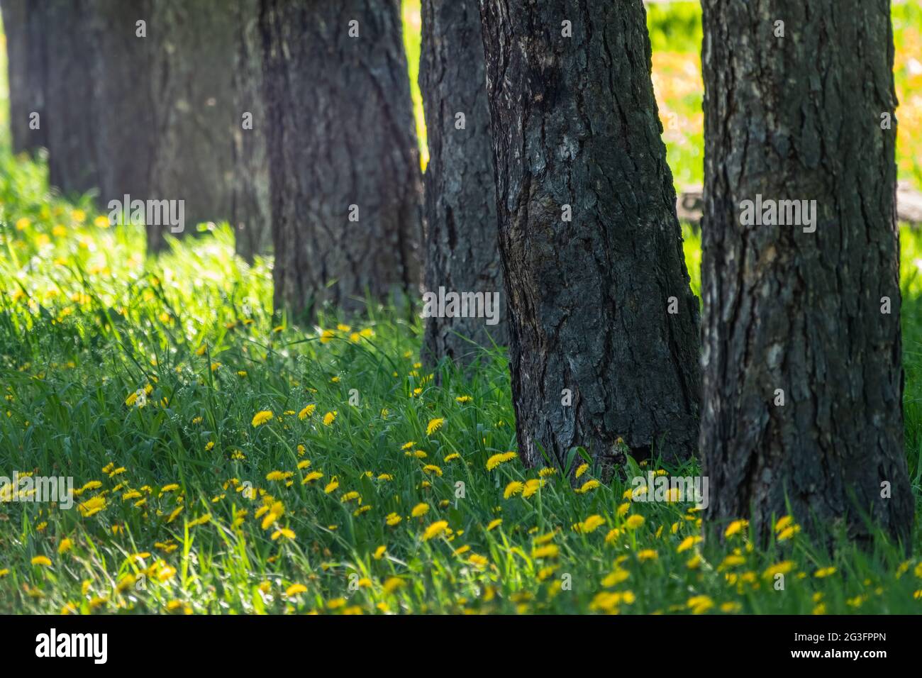 Straight trunks of larch trees in a green meadow. Larix sibirica, the ...