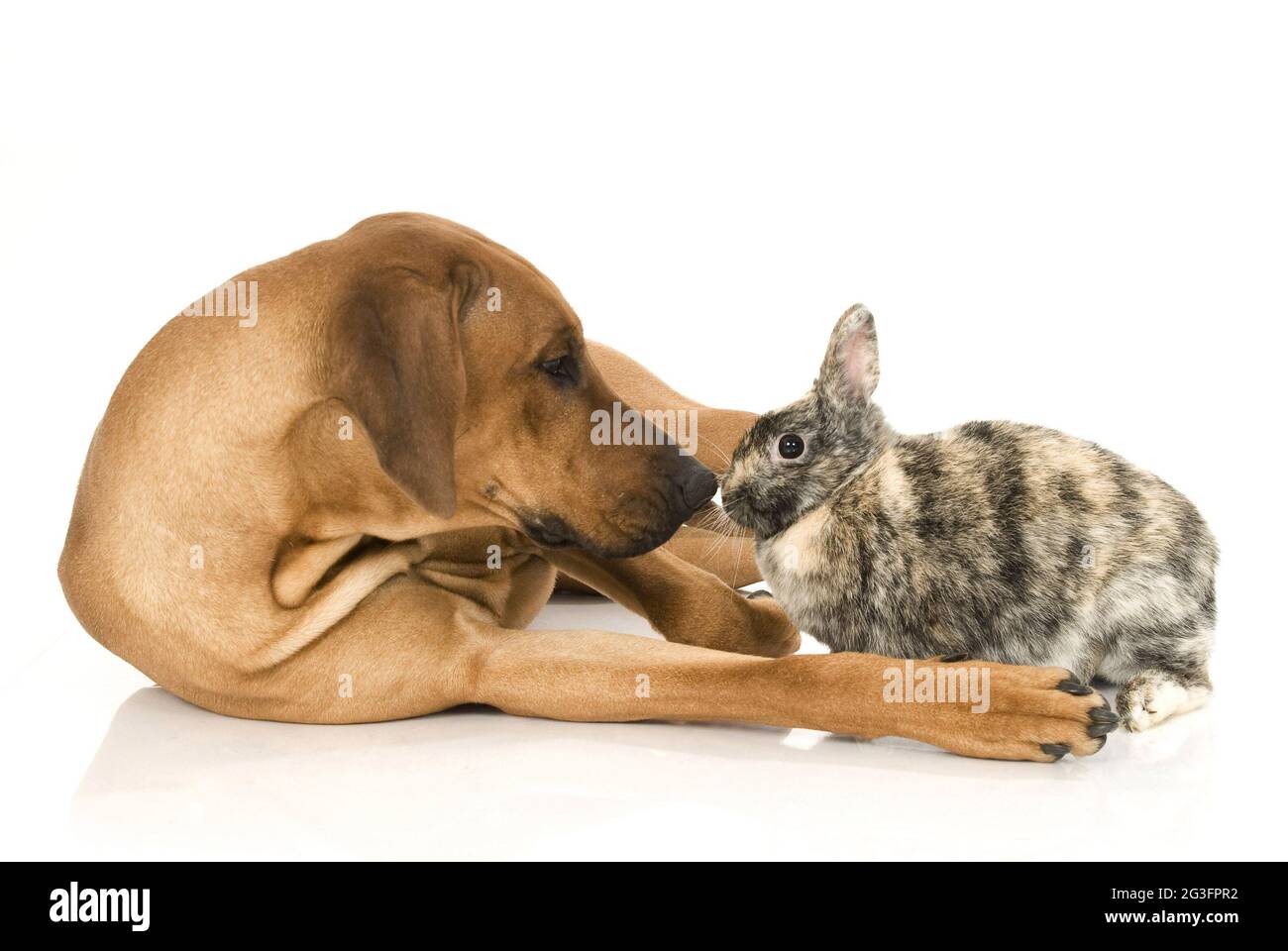 Rhodesian Ridgeback with dwarf rabbit Stock Photo - Alamy