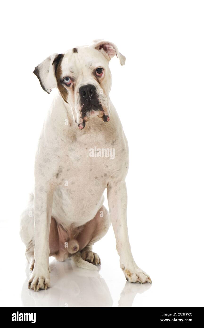 White boxer dog adult hi-res stock photography and images - Alamy