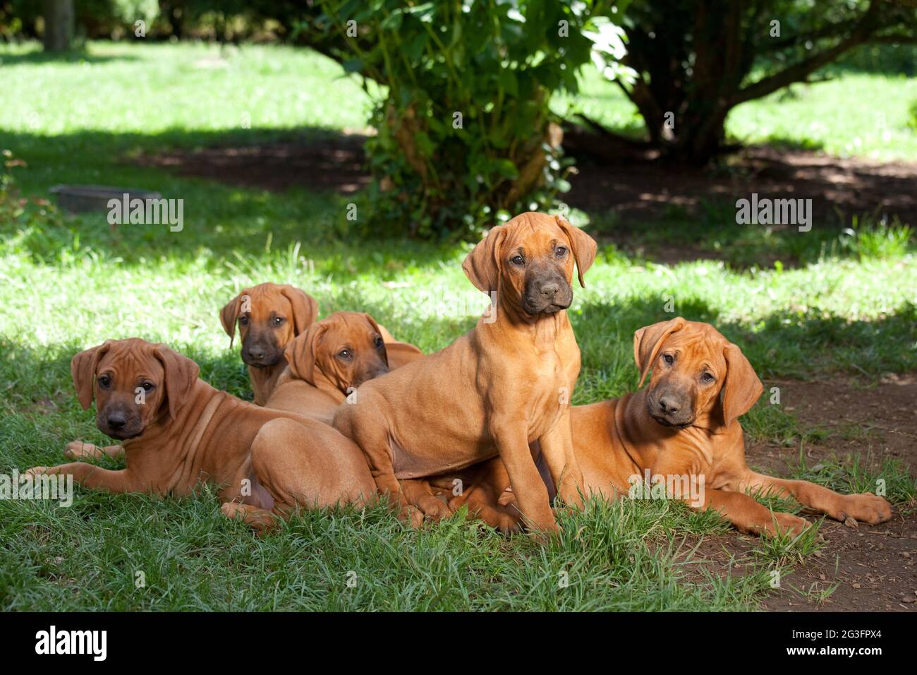 Rhodesian landscape hi-res stock photography and images - Alamy