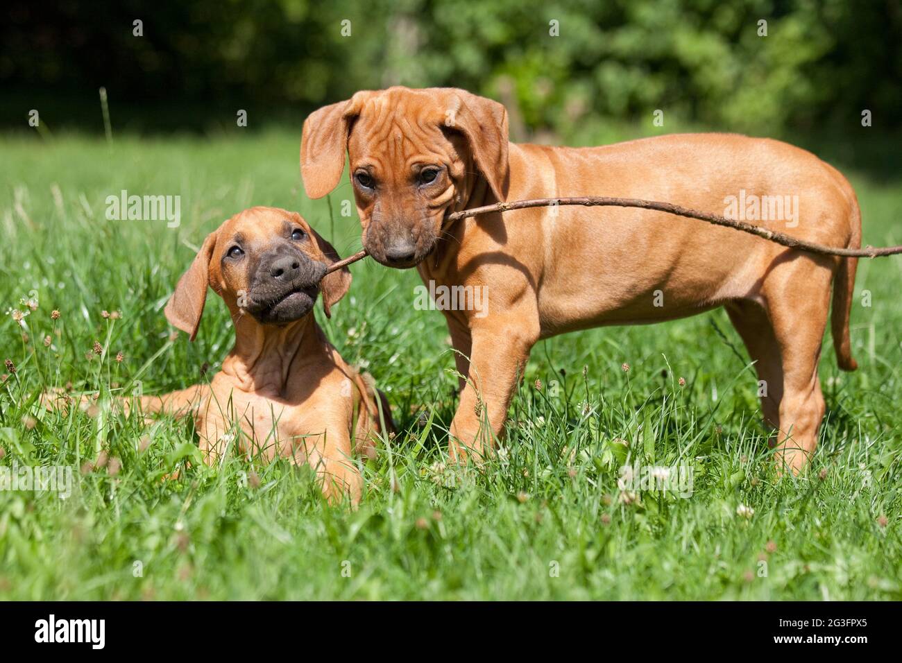 Rhodesian ridgback hi-res stock photography and images - Alamy