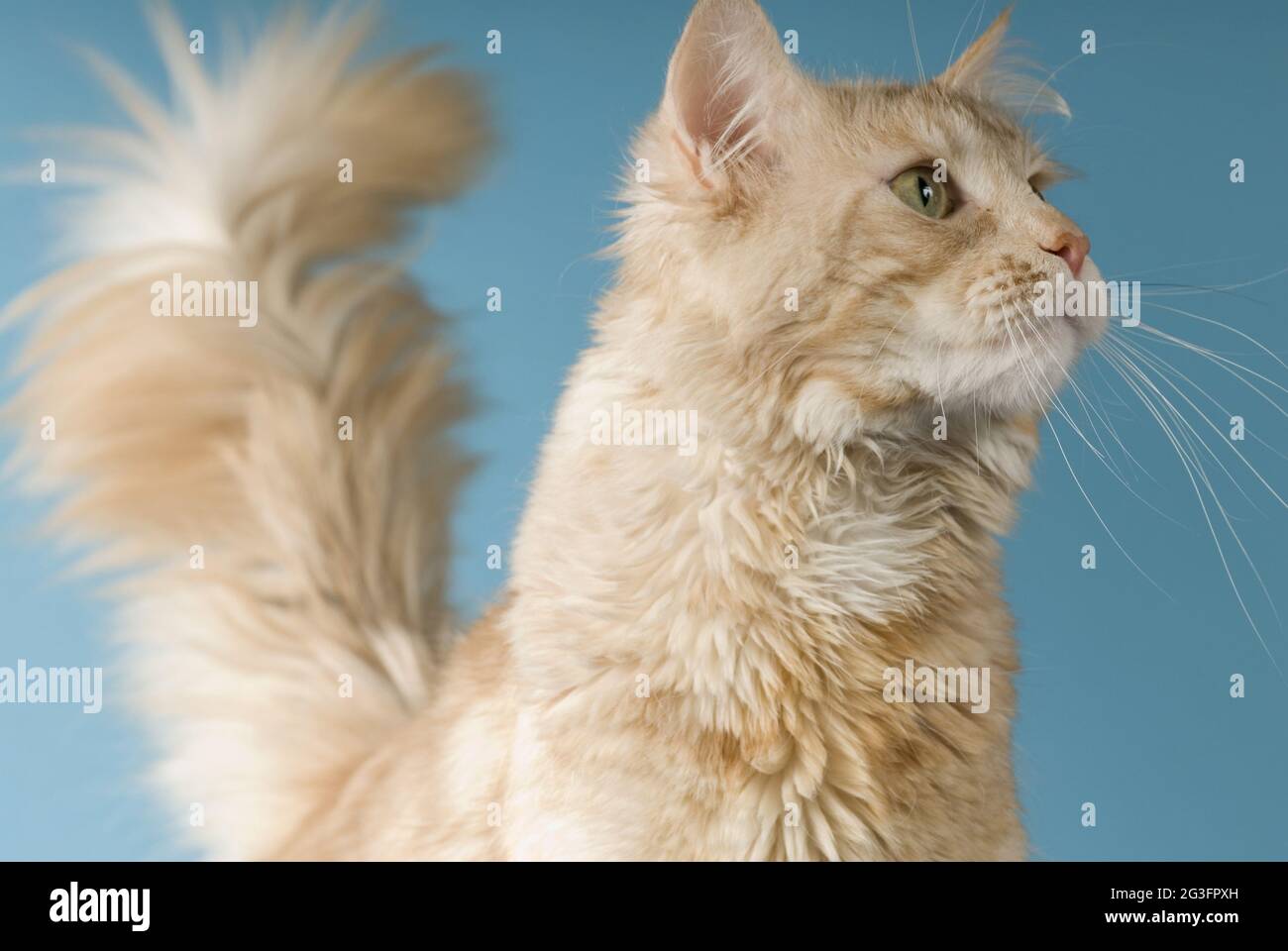 Maine Coon cat - Maine Coon male cat Stock Photo - Alamy