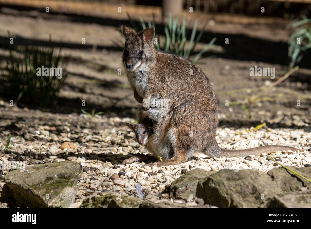 Origin of marsupials hi-res stock photography and images - Alamy
