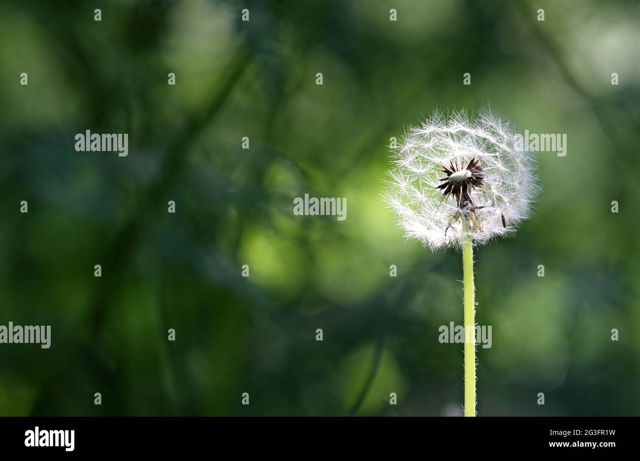 White fluffy dandelions taraxacum hi-res stock photography and images ...