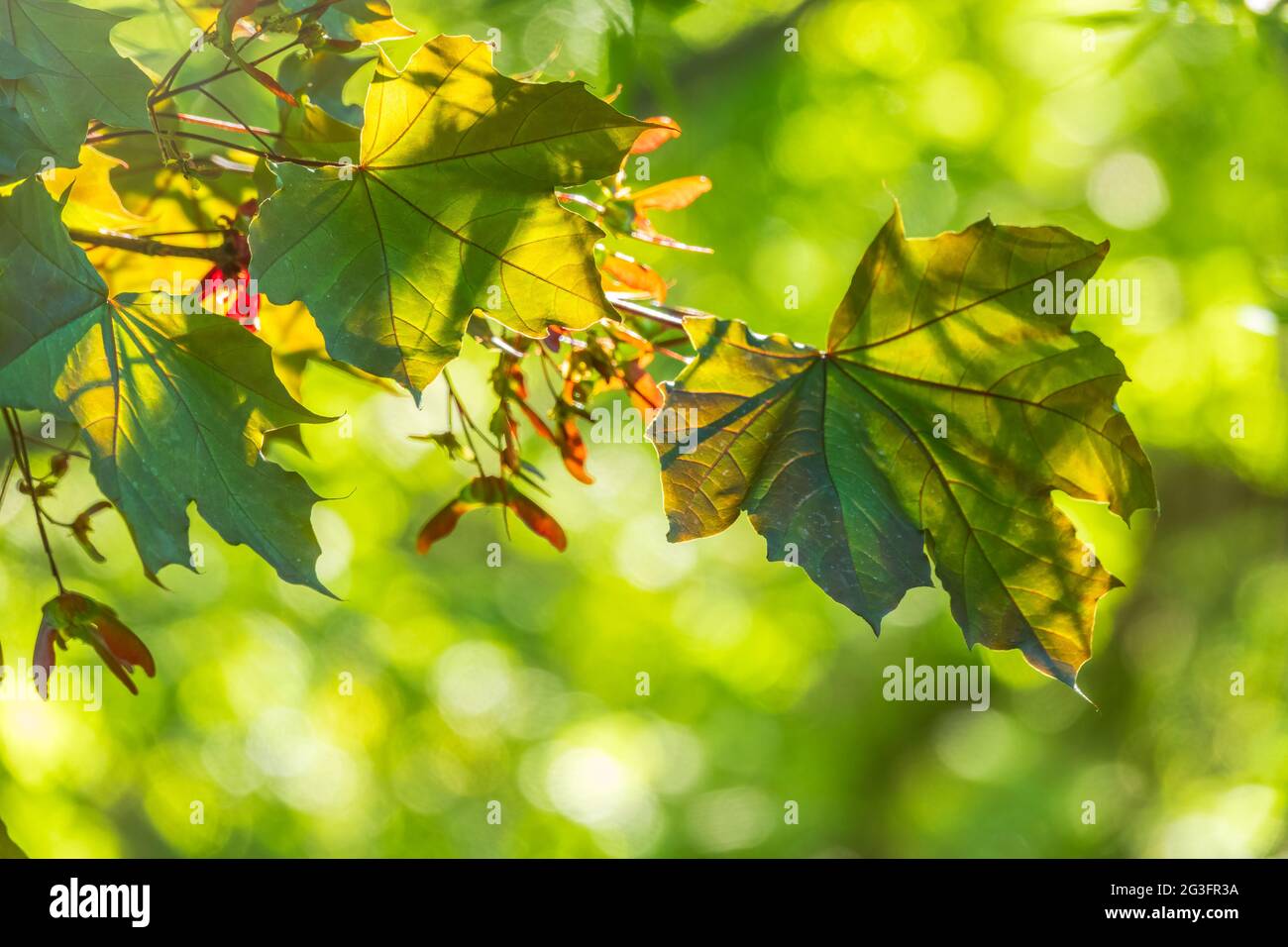 Branches of maple with green leaves lit by the setting sun. Spring ...