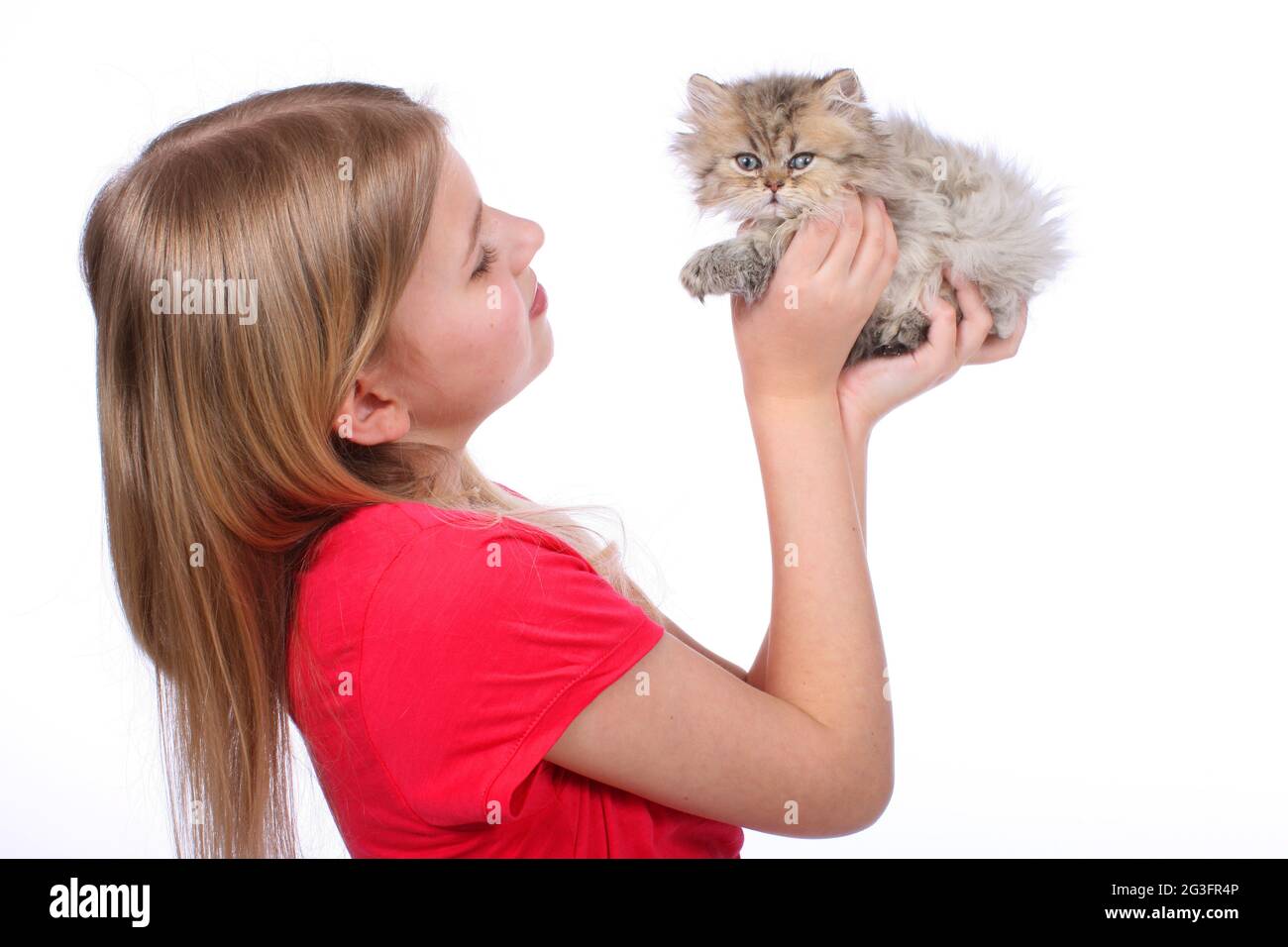 Miniature Persian Cat