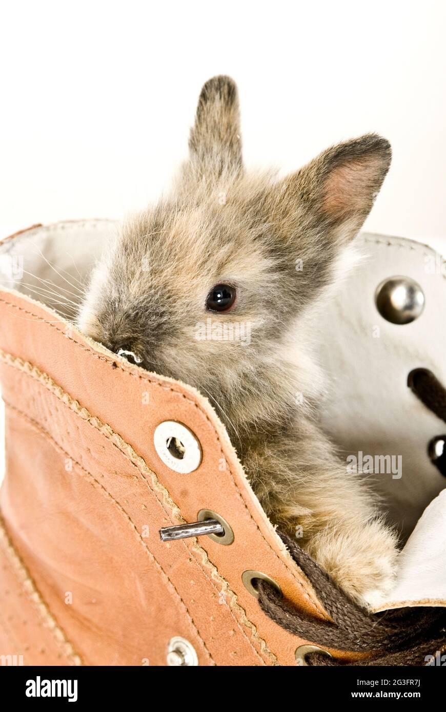 Dwarf rabbit in shoe Stock Photo - Alamy