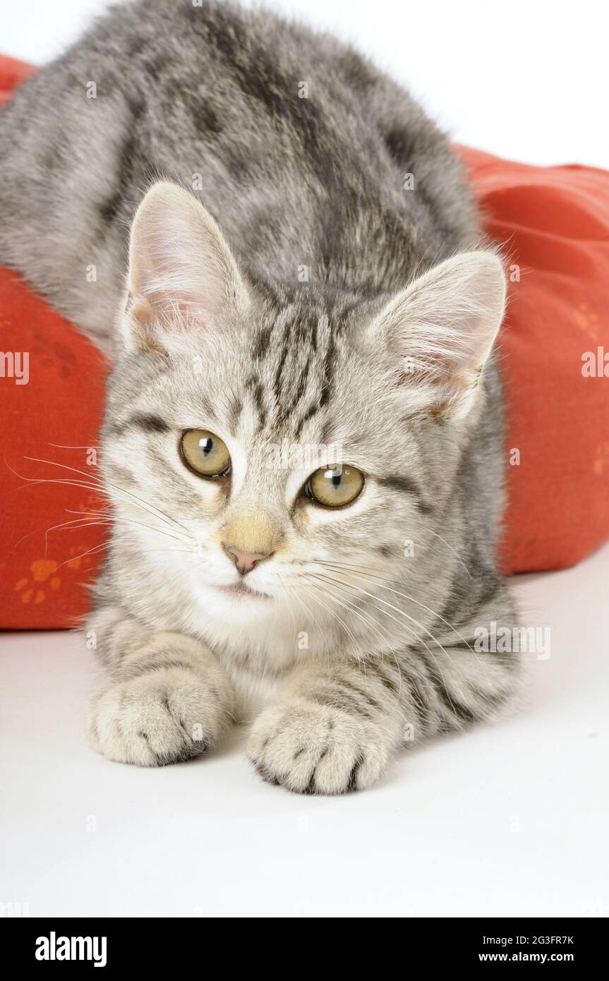 Domestic cat size hi-res stock photography and images - Alamy