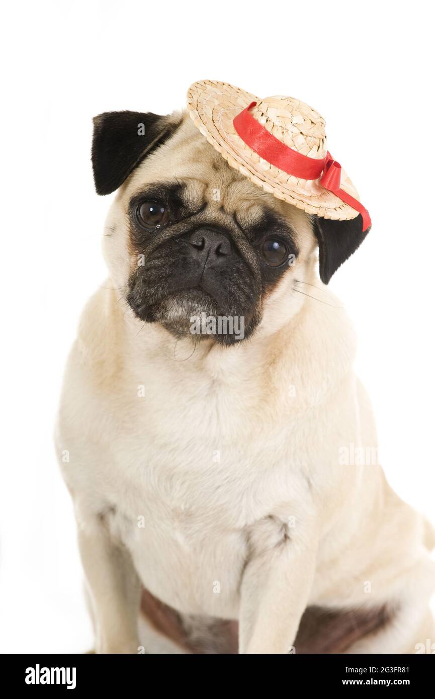 Pug and hat hi-res stock photography and images - Alamy