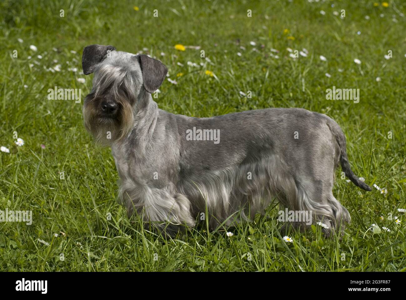Silver terrier hi-res stock photography and images - Alamy
