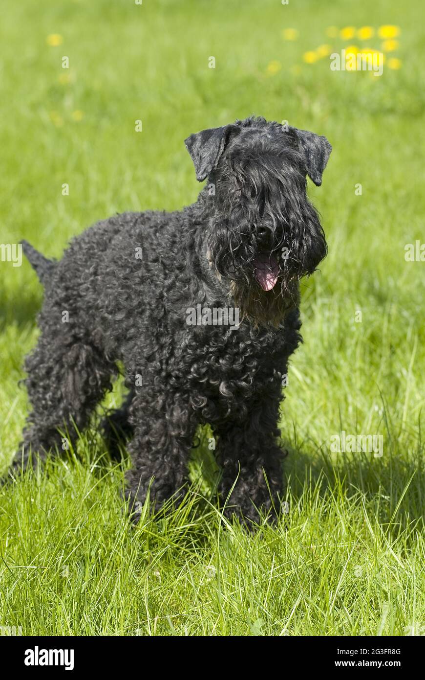 Kerry blue terrier hi-res stock photography and images - Alamy
