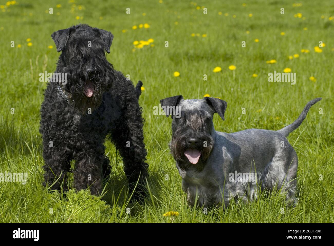 Kerry blue terrier hi-res stock photography and images - Alamy