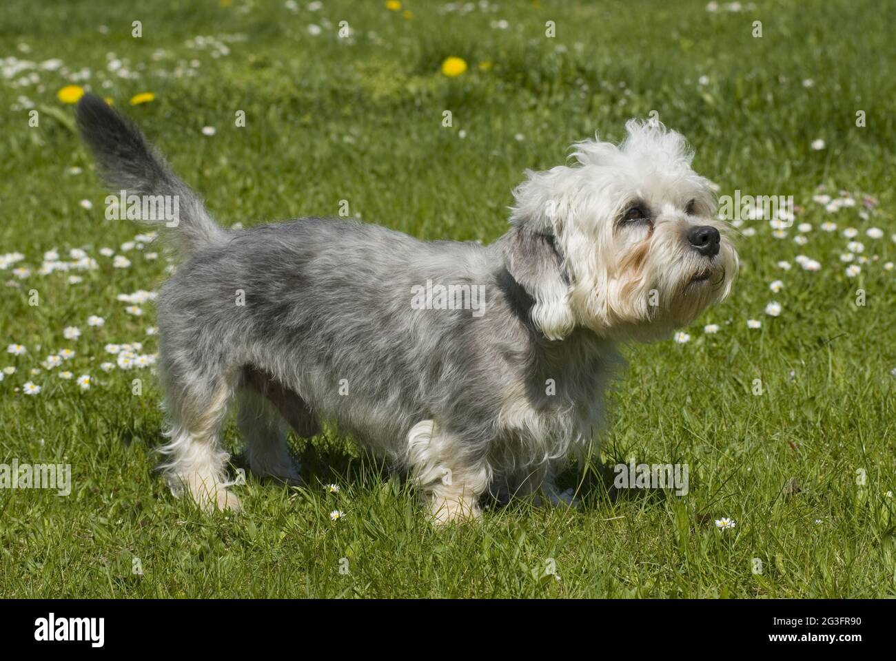 Dandie hi-res stock photography and images - Alamy