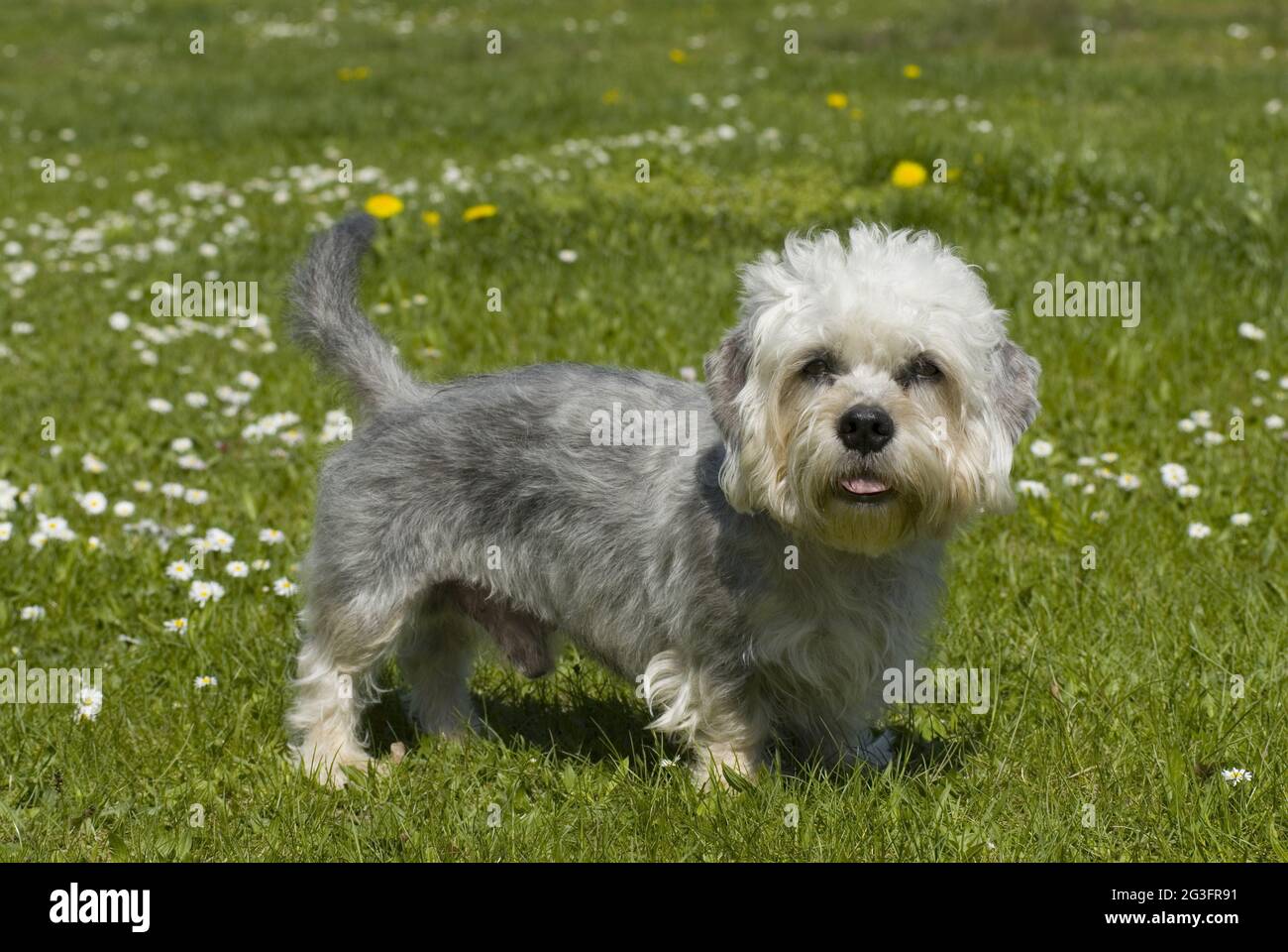 Dandie dinmont terrier hi-res stock photography and images - Alamy