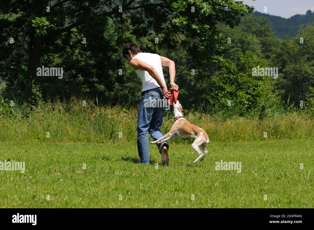 Man with whippet hi-res stock photography and images - Alamy