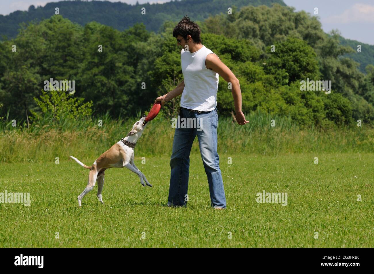 Man with whippet hi-res stock photography and images - Alamy