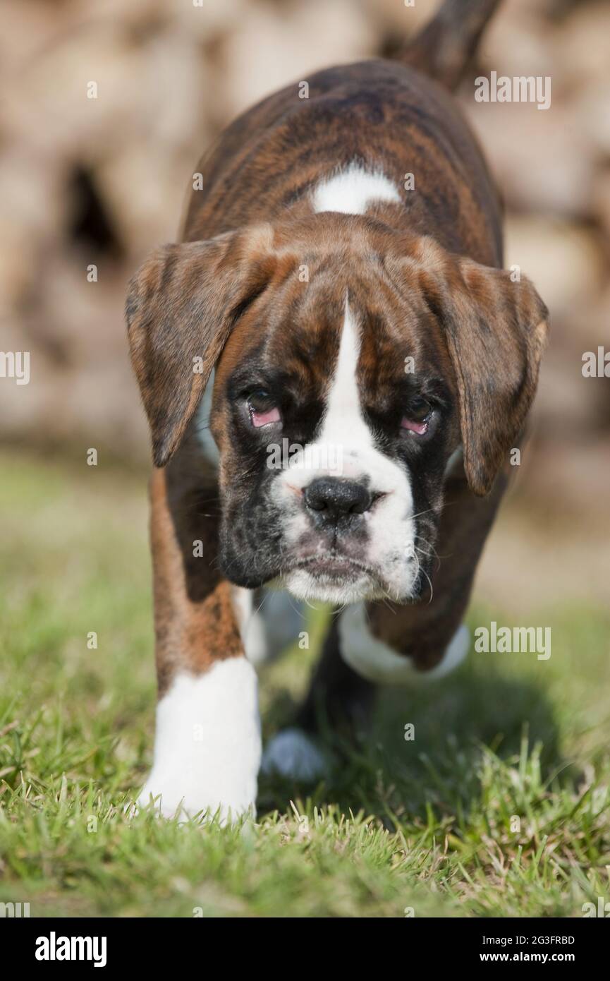 Puppy pile hi-res stock photography and images - Alamy