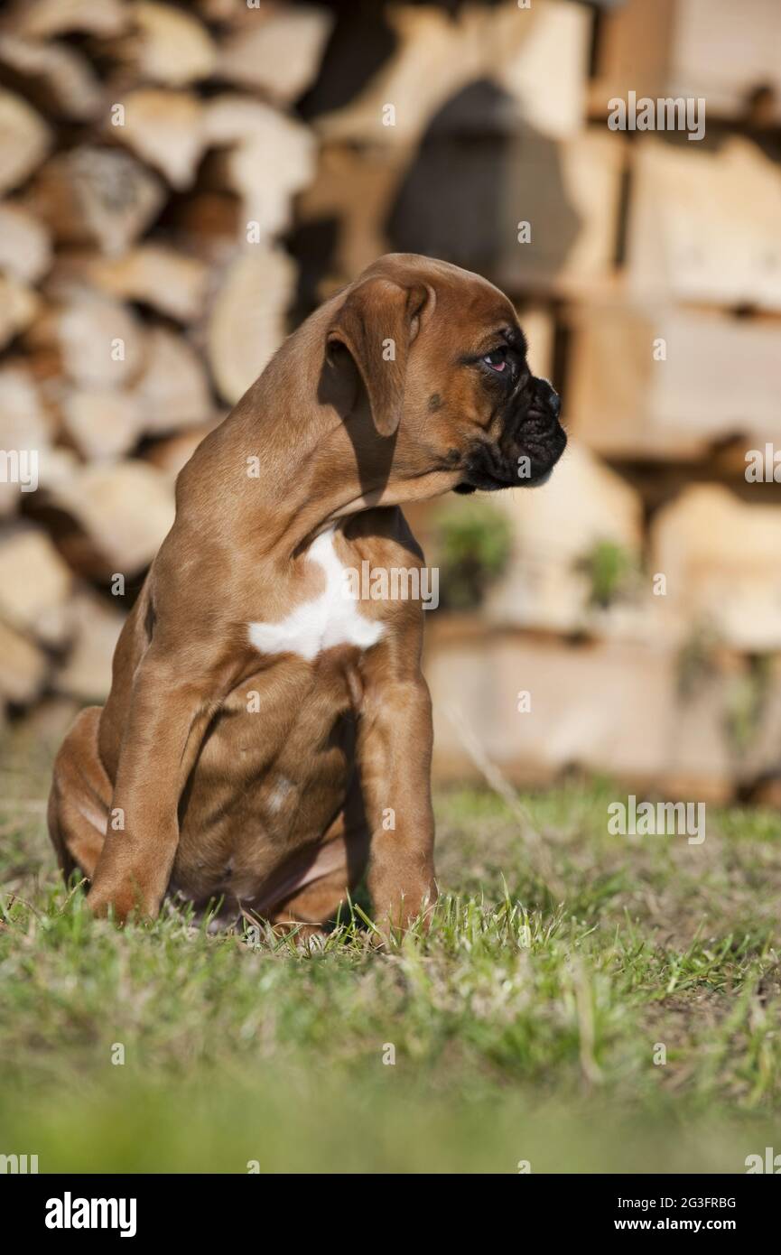 Dogs wood pile hi-res stock photography and images - Alamy