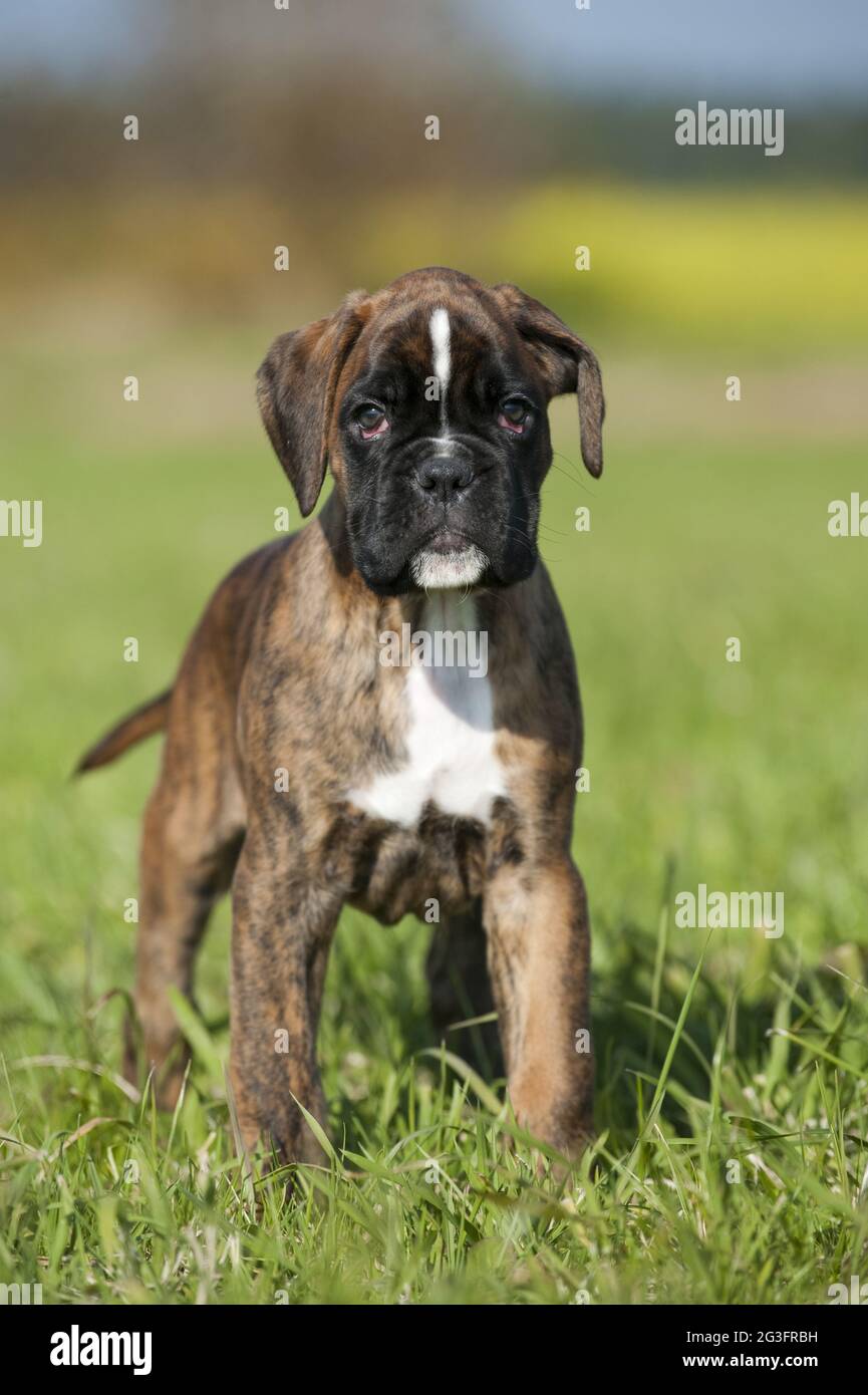 Boxer puppy outdoor hi-res stock photography and images - Alamy