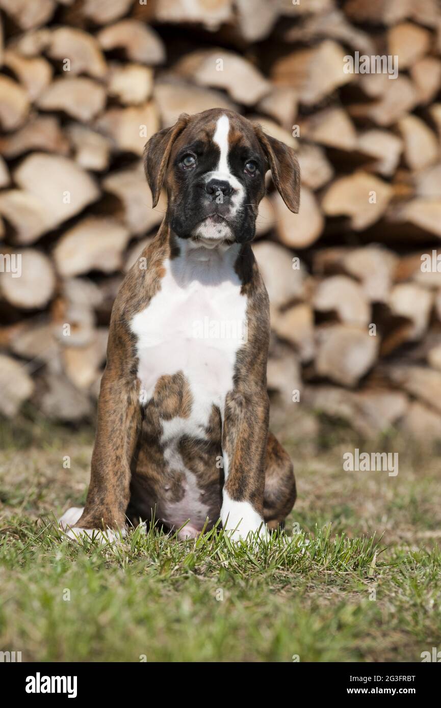 Boxer puppy in front of wood pile Stock Photo - Alamy