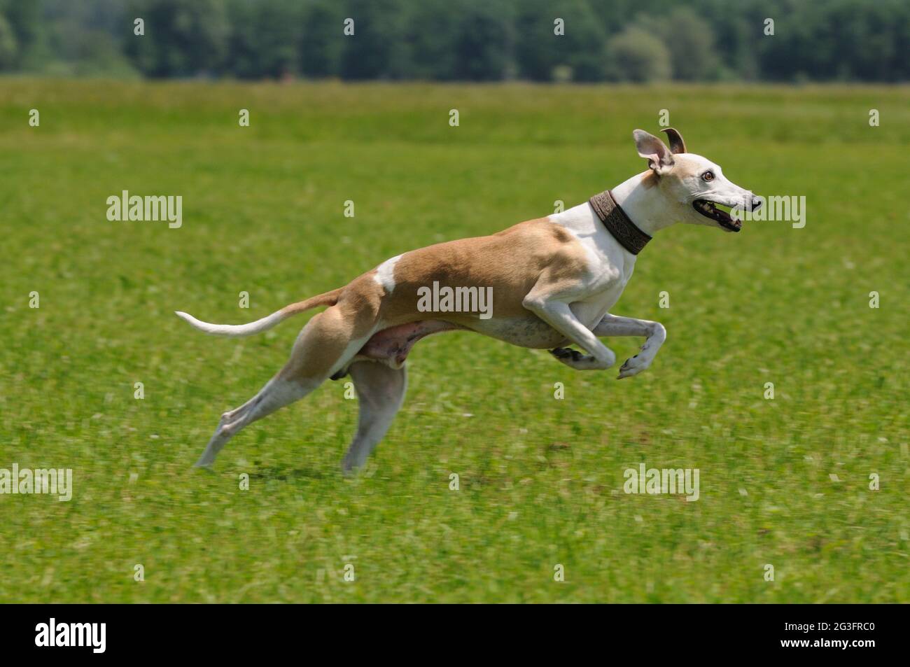 Whippet in the green Stock Photo - Alamy