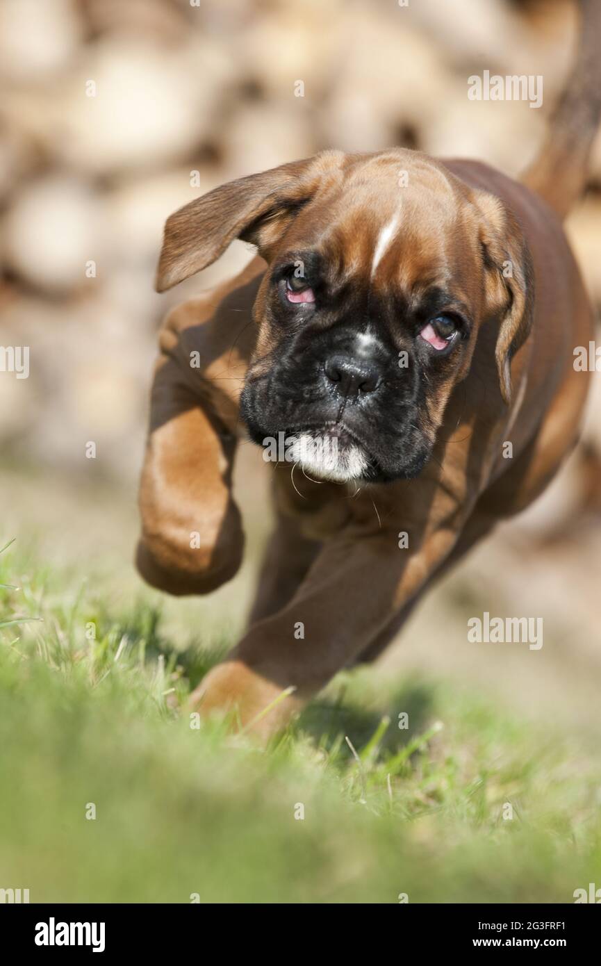Boxer puppy in front of wood pile Stock Photo - Alamy